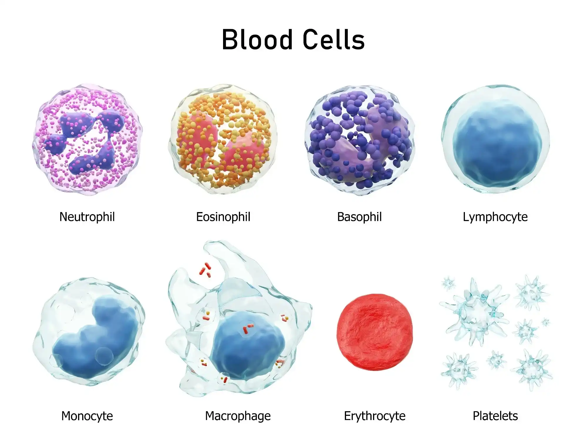 Apa Itu Hematologi? Cek Prosedur & Cara Periksa Darah Anda - Tzu Chi ...