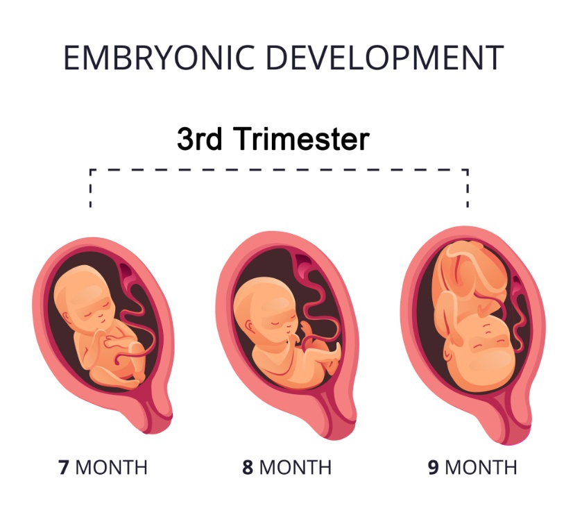 Perkembangan Janin 1–9 Bulan lengkap dari Minggu ke Minggu - Tzu Chi ...